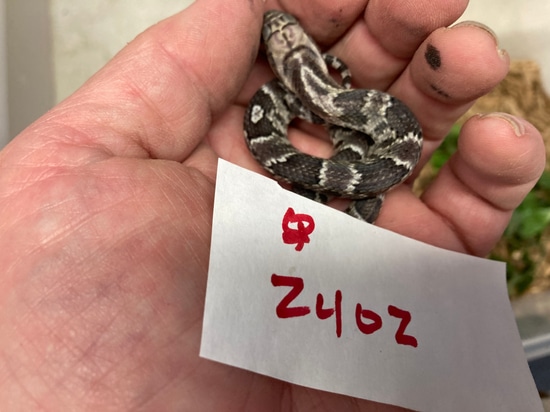 Lavender False Water Cobra by Wes Pollock