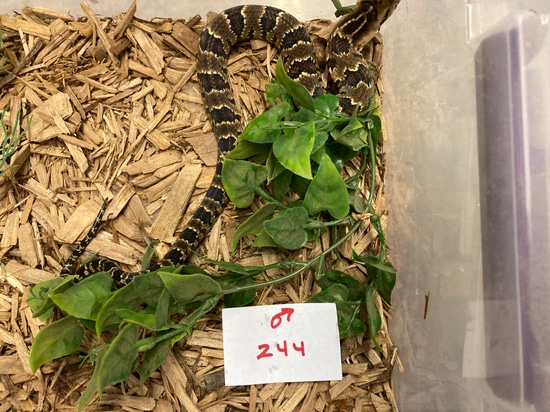 Falsse Water Cobra False Water Cobra by Wes Pollock