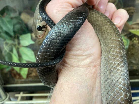 Axanthic Blacktail Cribo Cribo & Indigo Snakes by Wes Pollock