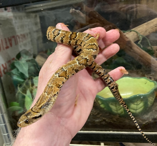 Hypomelanistic Out Of The Original USA Line False Water Cobra by Wes ...