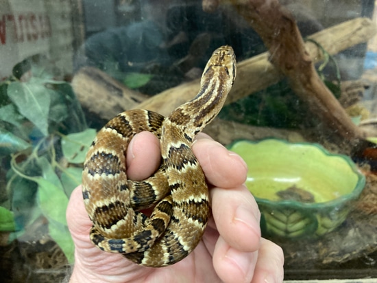 Hypo/High Yellow False Water Cobra by Wes Pollock