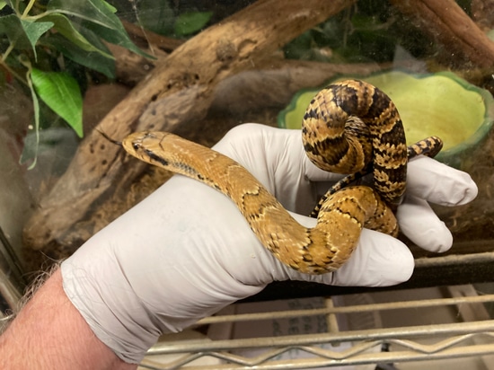 Hypo/High Yellow False Water Cobra by Wes Pollock