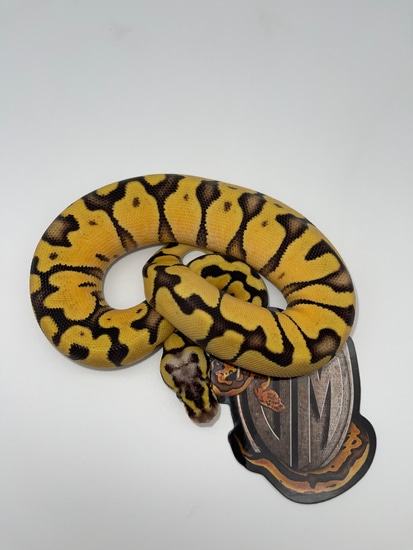 Super OD Super Enchi Fire Pastel YB/Asphalt 50% Het Pied Ball Python by ...
