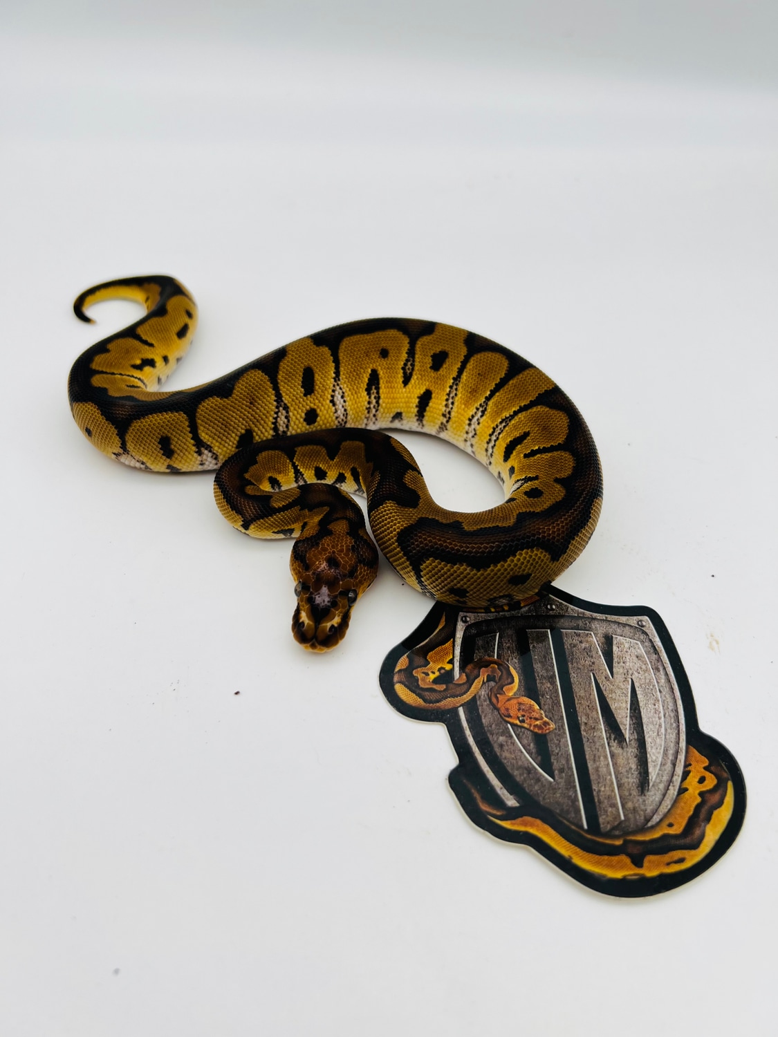 SH Clown Ball Python by Valor Morphs LLC - MorphMarket