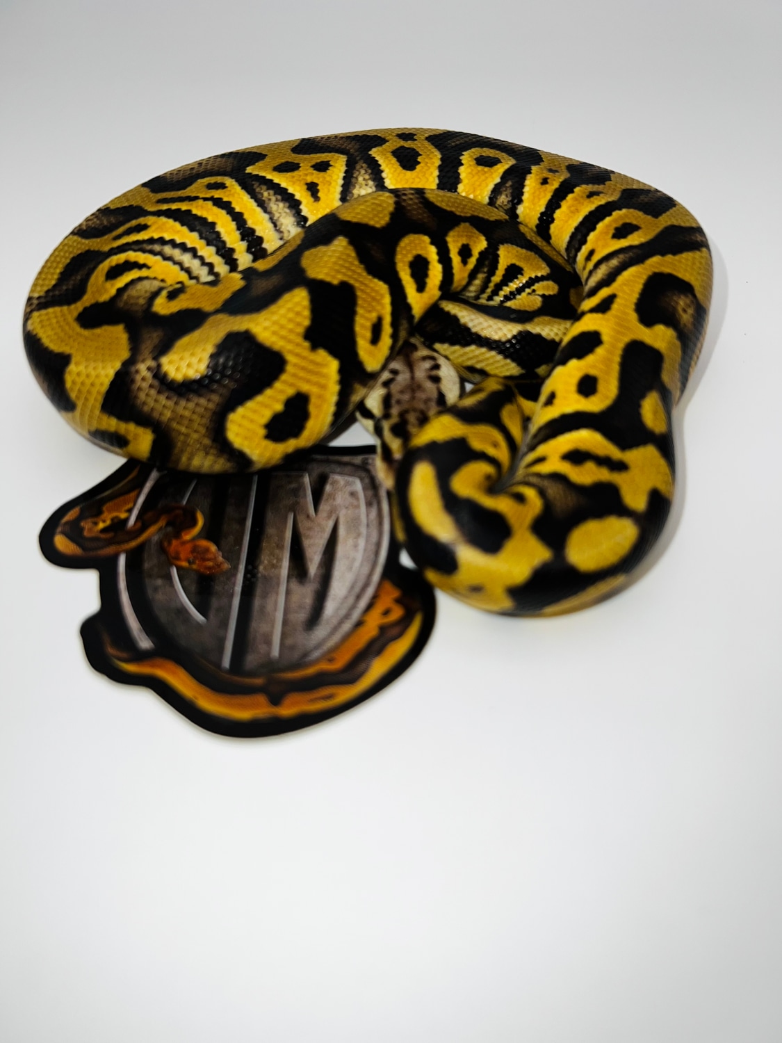 Pastel TH DG Clown Cryptic (Crypton) Ball Python by Valor Morphs LLC ...