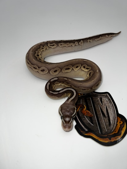SH Pastel Cinny Lesser Ball Python by Valor Morphs LLC