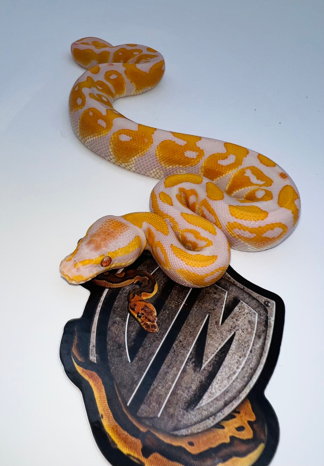 Lavender 50% Het Pied Ball Python by Valor Morphs LLC - MorphMarket