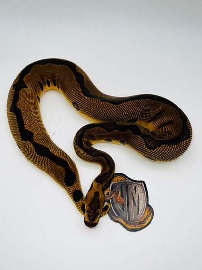 Adult Enchi Leo Clown Ball Python by Valor Morphs LLC