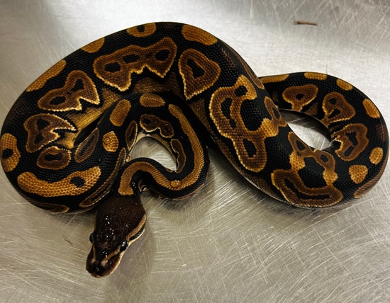 SH Cinny Ball Python by Valor Morphs LLC
