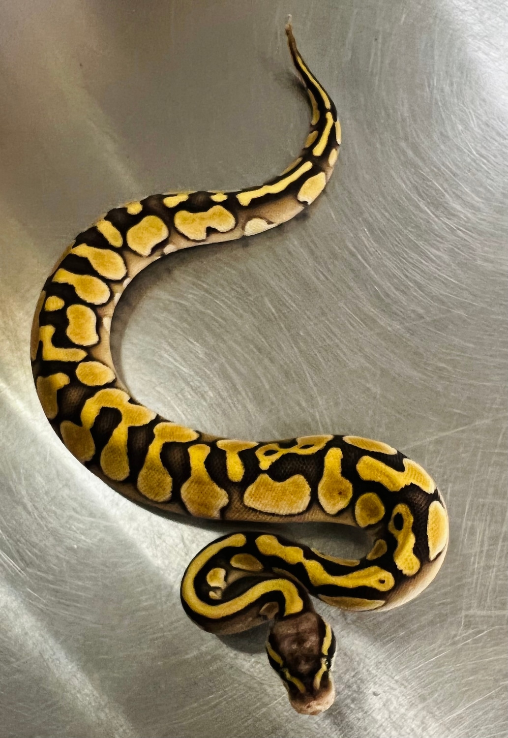 SH Super Pastel Lesser Ball Python by Valor Morphs LLC - MorphMarket