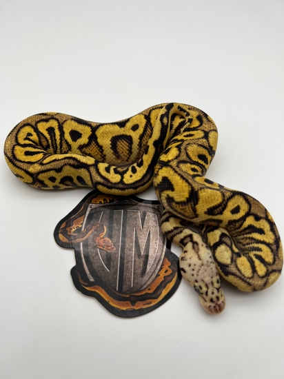 Pastel Spotnose YB Clown Ball Python by Valor Morphs LLC
