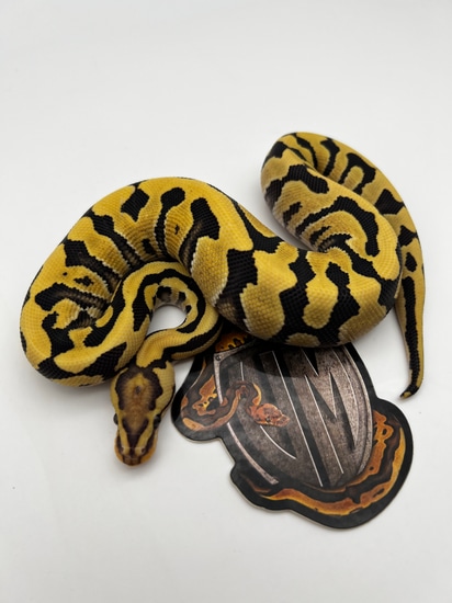 Fire Desert Ghost Cryptic Ball Python by Valor Morphs LLC