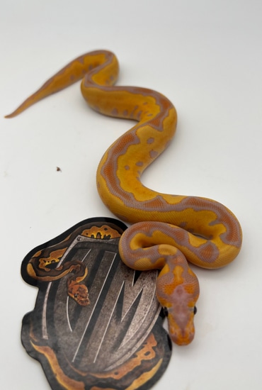 Banana Leopard SH Clown Ball Python by Valor Morphs LLC