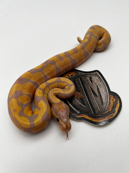 SH Banana Het Clown Ball Python by Valor Morphs LLC