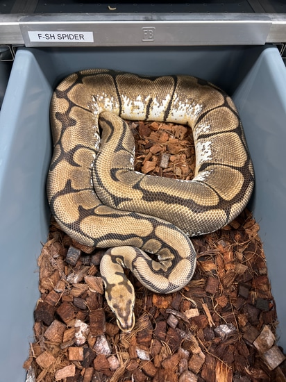 SH Spider Ball Python by Valor Morphs LLC
