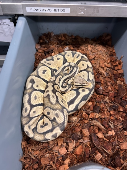 Pastel Hypo Het DG Ball Python by Valor Morphs LLC