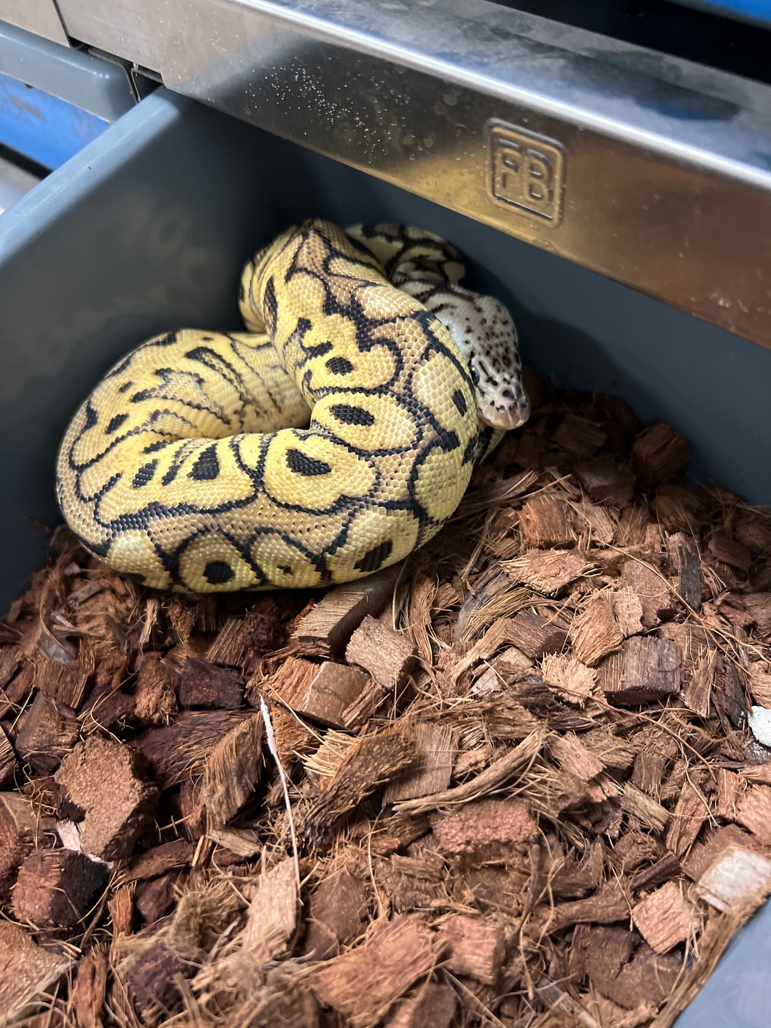Pastel YB Spotnose Clown Ball Python by Valor Morphs LLC - MorphMarket