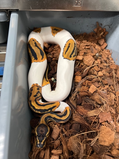 Asphalt Pied Ball Python by Valor Morphs LLC