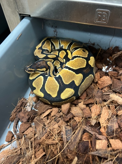OD Het DG PH Cryptic Ball Python by Valor Morphs LLC