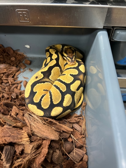OD Fire Het DG PH Cryptic Ball Python by Valor Morphs LLC