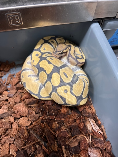 RTB Hypo DG #1M Ball Python by Valor Morphs LLC
