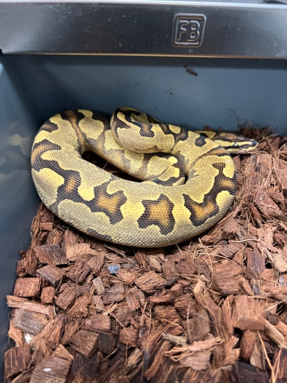 Fire Enchi Asphalt Het Pied Pos Gene X Ball Python by Valor Morphs LLC