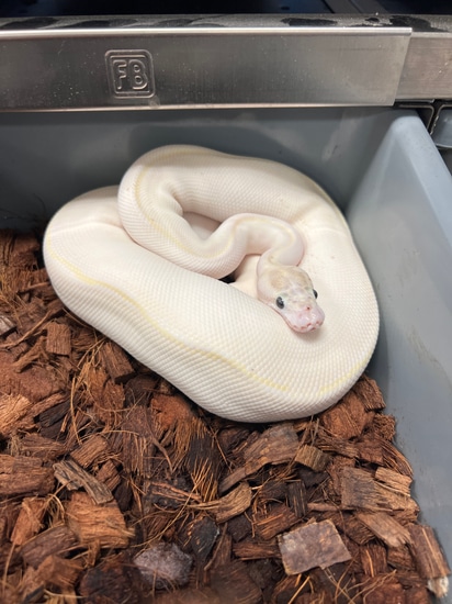 Ivory Het Clown Het Pied Ball Python by Valor Morphs LLC