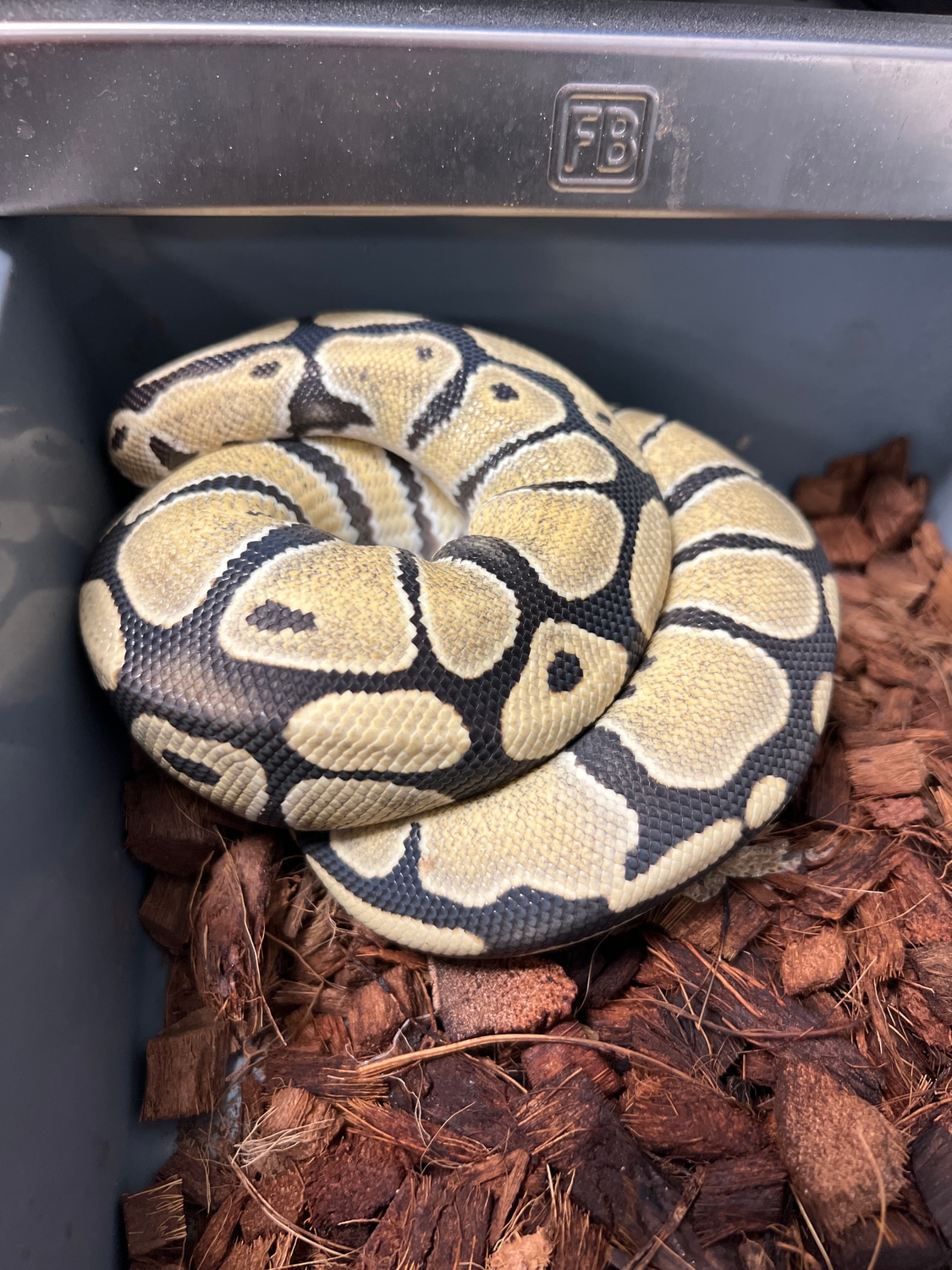 DG PH Hypo PH Cryptic Ball Python by Valor Morphs LLC - MorphMarket