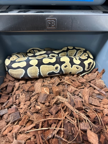 DG Choc PH Cryptic Ball Python by Valor Morphs LLC