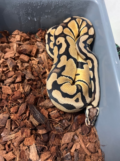 Pastel Het Clown Het DG Het Cryptic #2 Ball Python by Valor Morphs LLC
