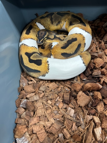 OD Pied Ball Python by Valor Morphs LLC