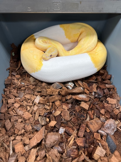RTB Dreamsicle Ball Python by Valor Morphs LLC