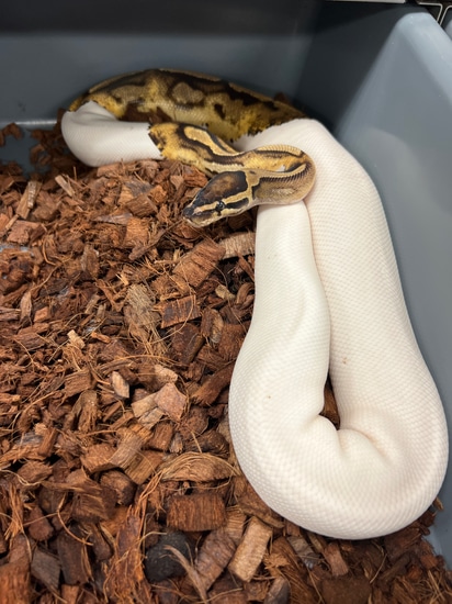 Pied Het Lav #3 Ball Python by Valor Morphs LLC
