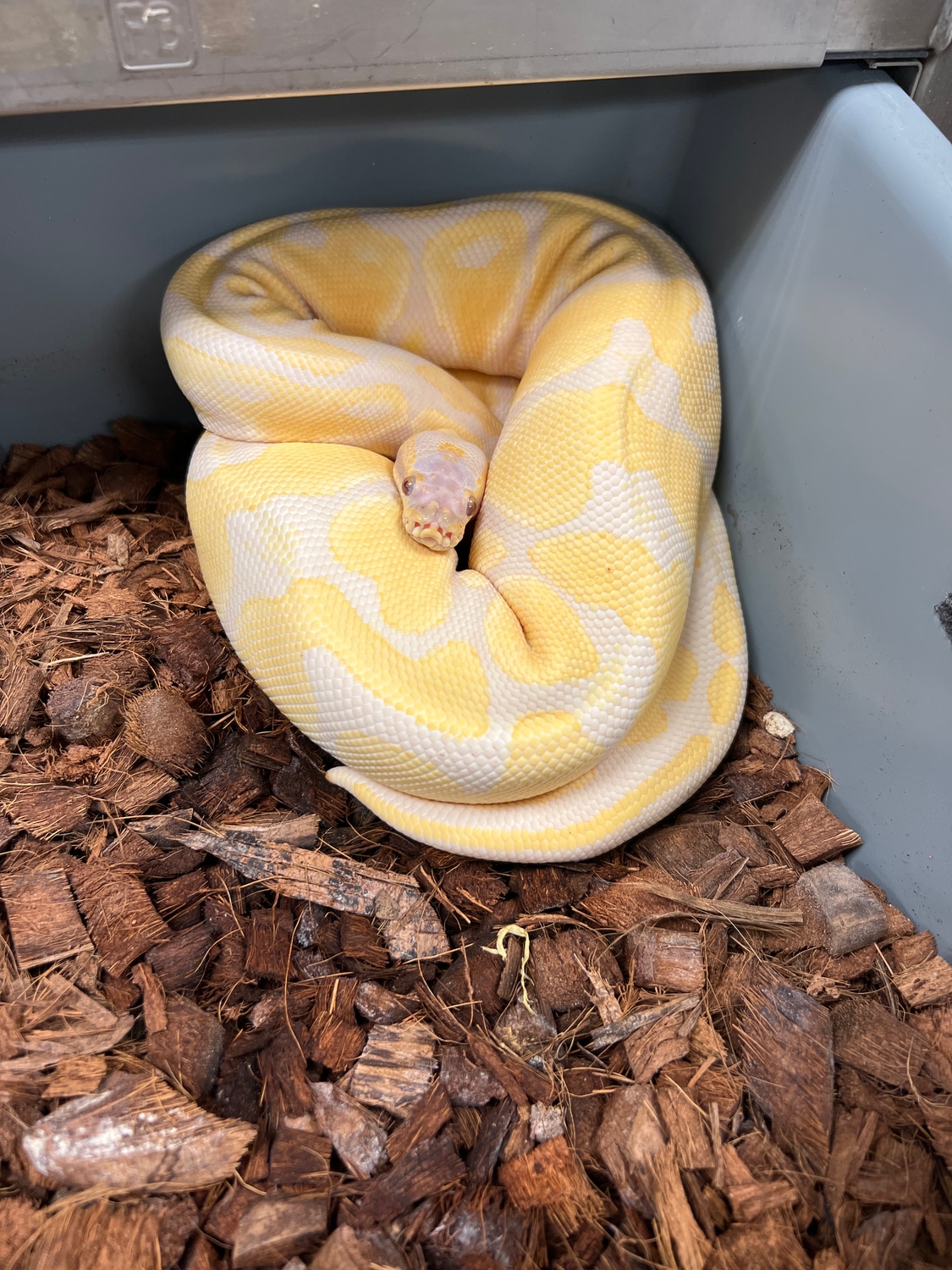 SH Lav PH Pied Ball Python by Valor Morphs LLC - MorphMarket