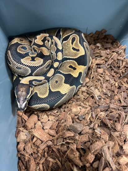 SH Het Lav PH Pied Ball Python by Valor Morphs LLC