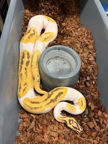 OD Fire Pastel Enchi YB Pied Ball Python by Valor Morphs LLC