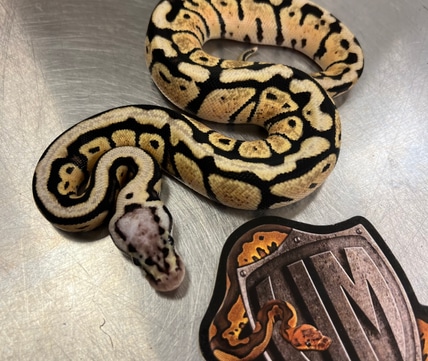 Spotnose Clown Het Desert Ghost 50% Het Hypo Ball Python by Valor ...