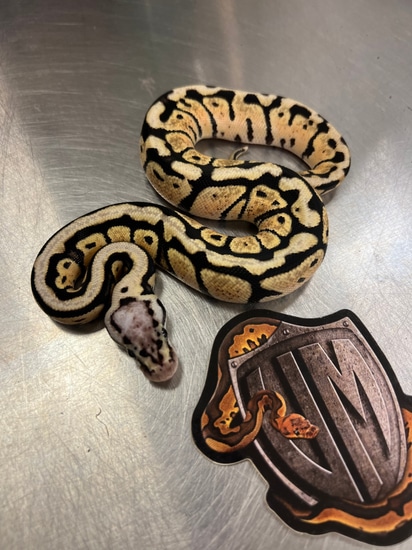 Pastel Spotnose Het Clown Het Desert Ghost 50% Het Hypo Ball Python by ...