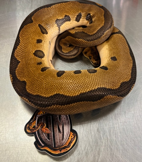 Leo Clown Ball Python by Valor Morphs LLC