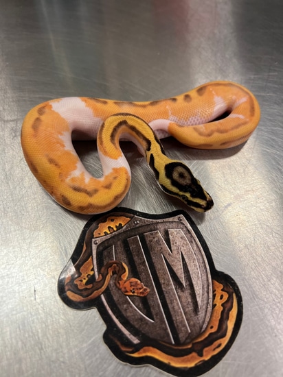 Super OD Enchi YB Pied Ball Python by Valor Morphs LLC