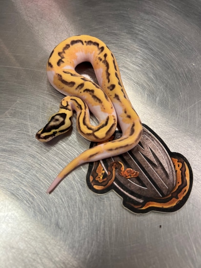OD Super Enchi Pastel Asphalt Pied Ball Python by Valor Morphs LLC