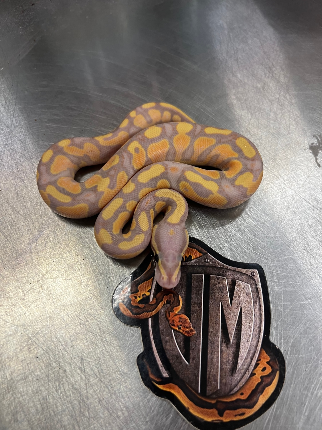 Banana YB/AS Het Piebald Ball Python by Valor Morphs LLC - MorphMarket