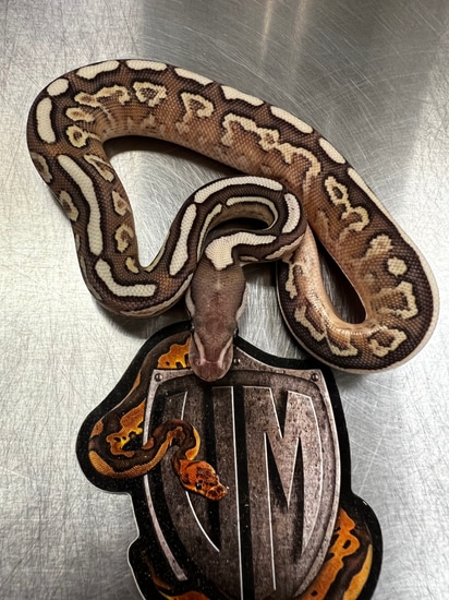 BP Butter Redstripe Fire Spotnose DG PDH Clown Cryptic Ball Python by ...