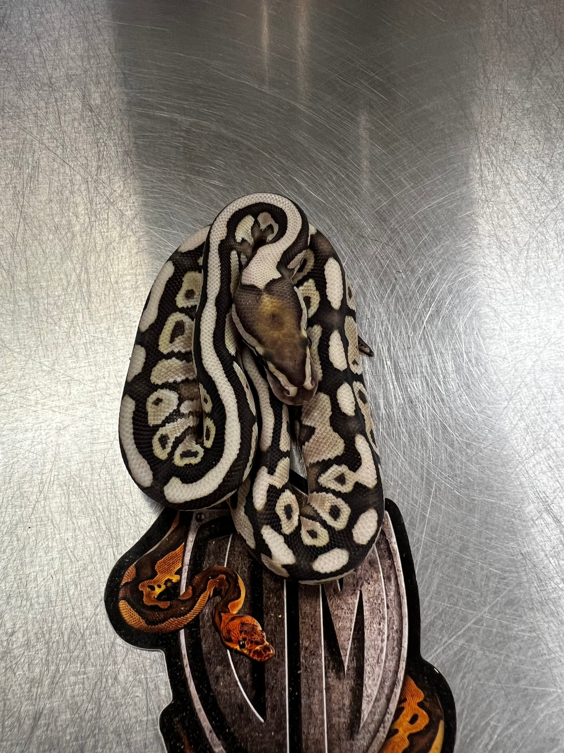 Butter Fire Spotnose DG 66% DH Clown Cryptic Ball Python by Valor ...