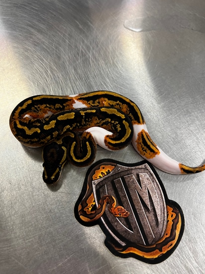 YB Piebald Ball Python by Valor Morphs LLC
