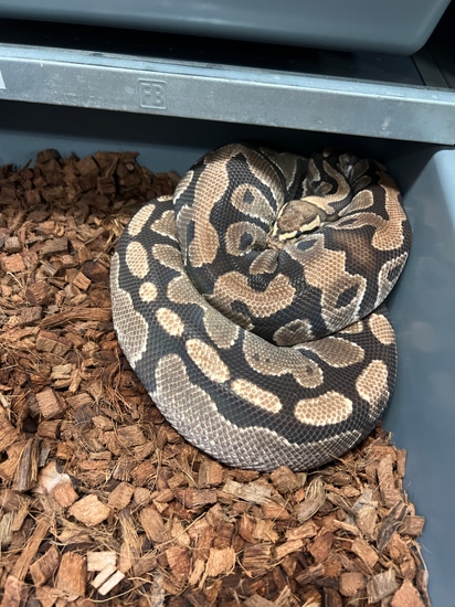 Fire Het Clown 1 Ball Python by Valor Morphs LLC