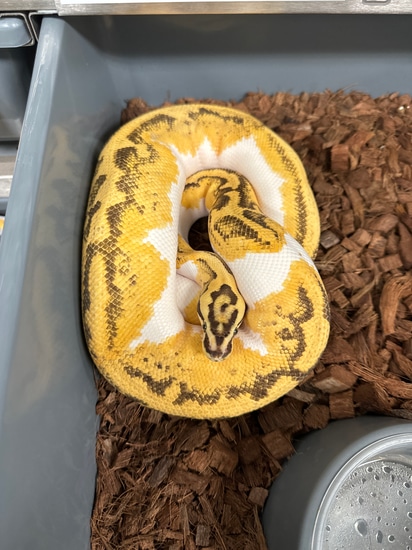 Fire Pastel Enchi Asphalt Pied Ball Python by Valor Morphs LLC
