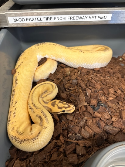 Fire Pastel Enchi Leo Freeway Het Pied Ball Python by Valor Morphs LLC