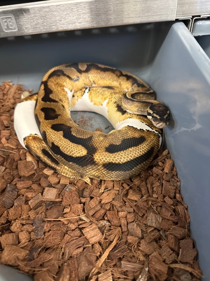 OD Pied 50% Het Clown Ball Python by Valor Morphs LLC