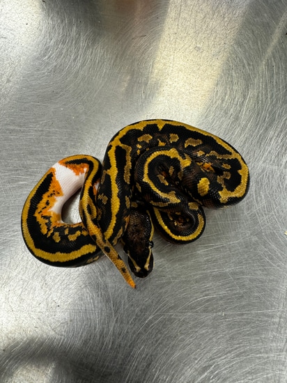 YB Pied Ball Python by Valor Morphs LLC